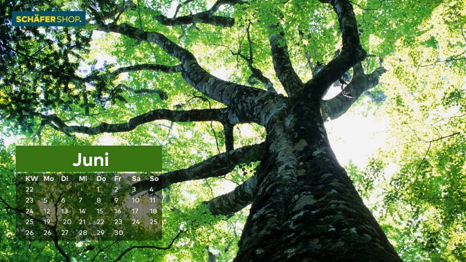 Desktopkalender kostenlos downloaden | Schäfer Shop